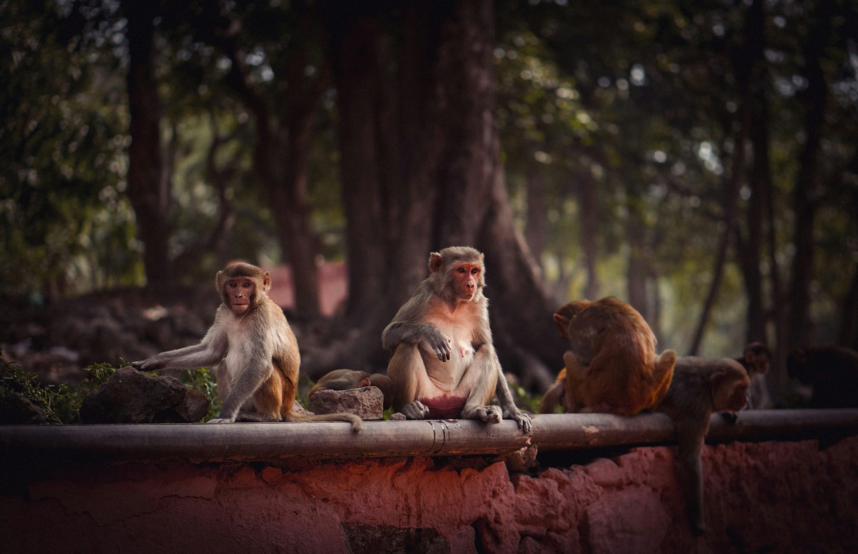 Study: Animals become less social as they age, similarly to humans - FYI