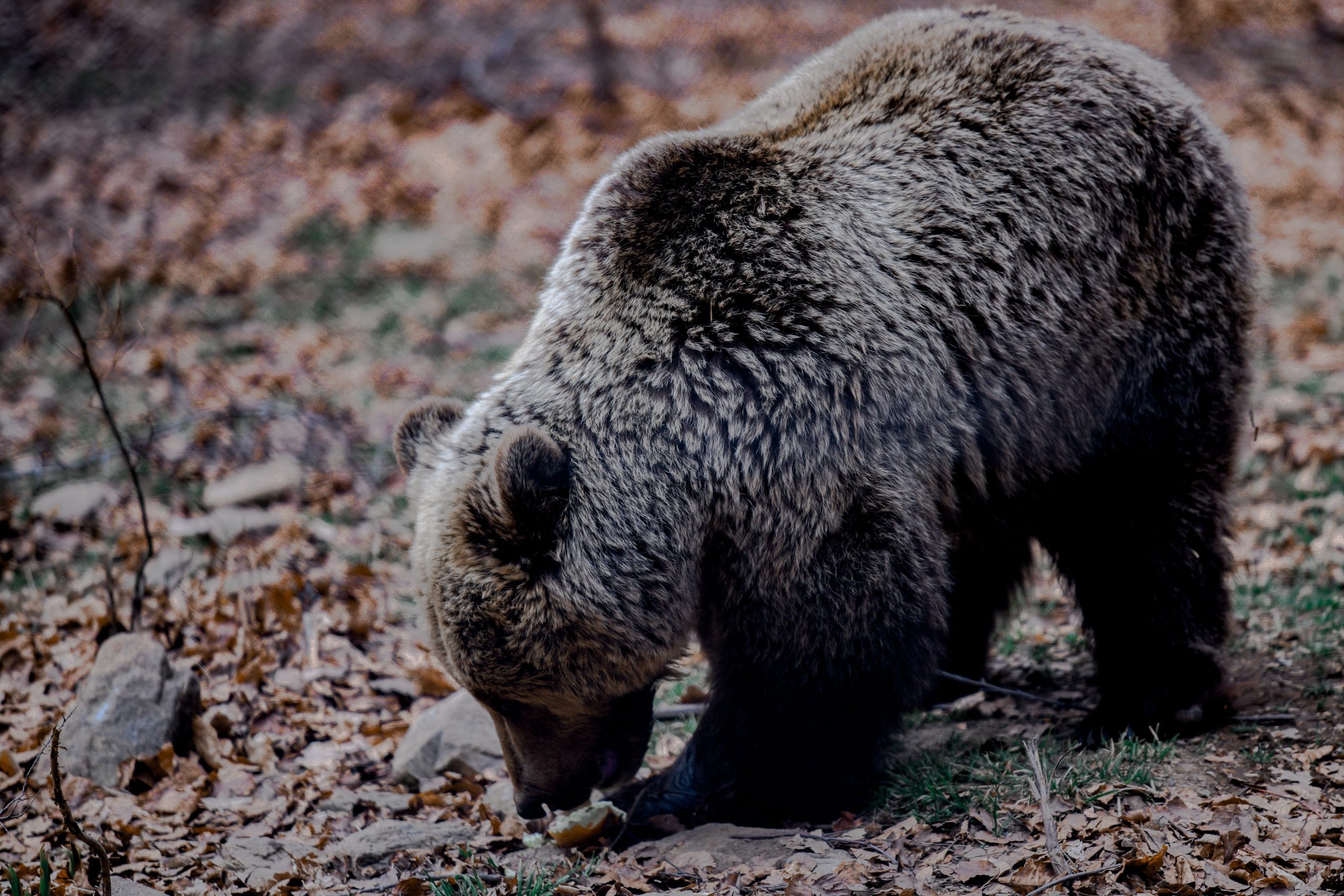 Bears are increasing in Greece, but damages are not - FYI